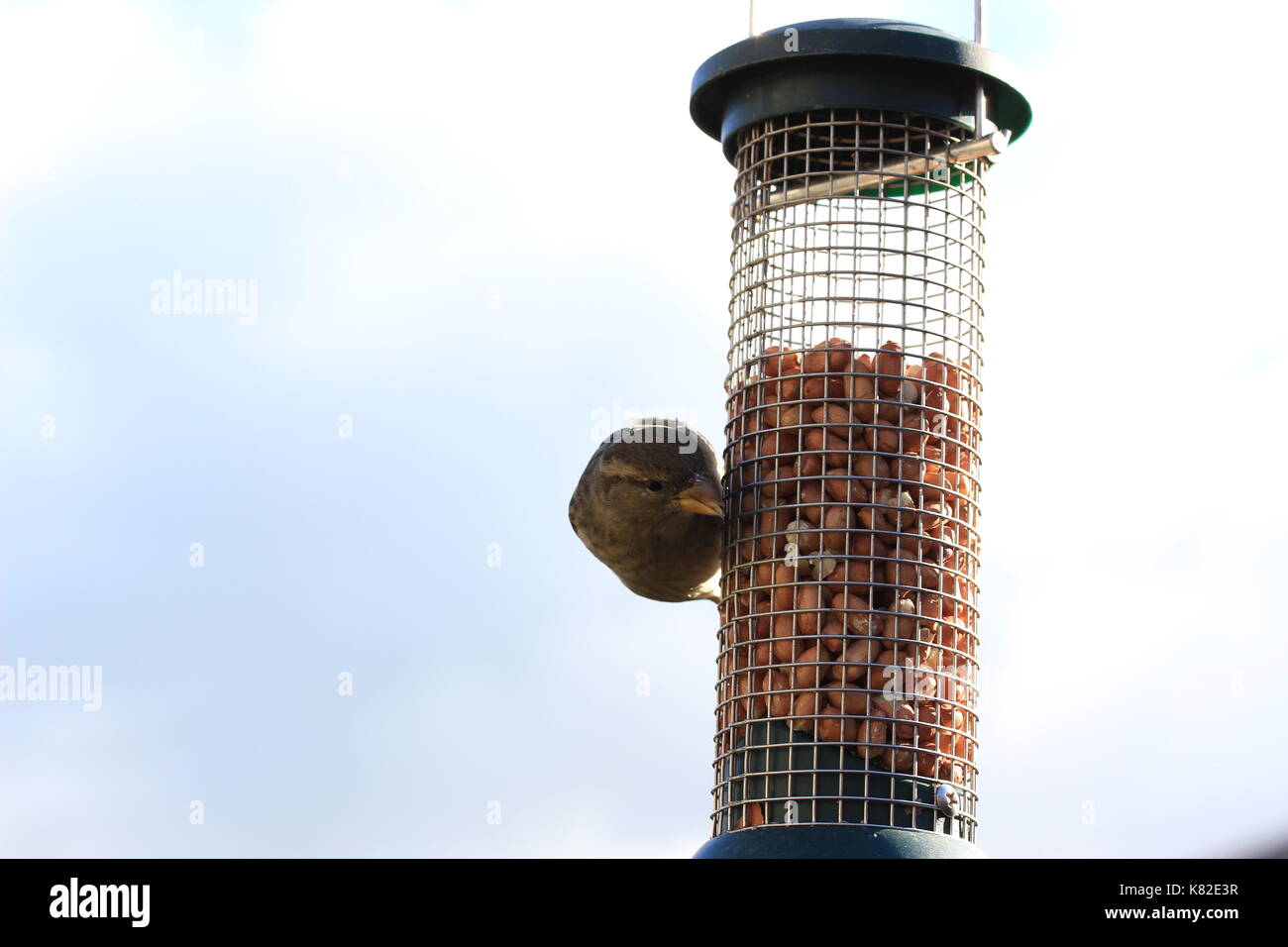 Bird eating grains hi-res stock photography and images - Alamy