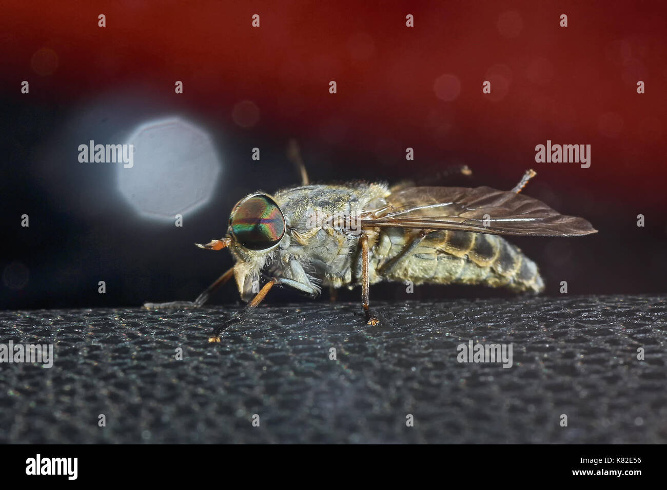 Insekten in Flug, Insects in flight Stock Photo - Alamy