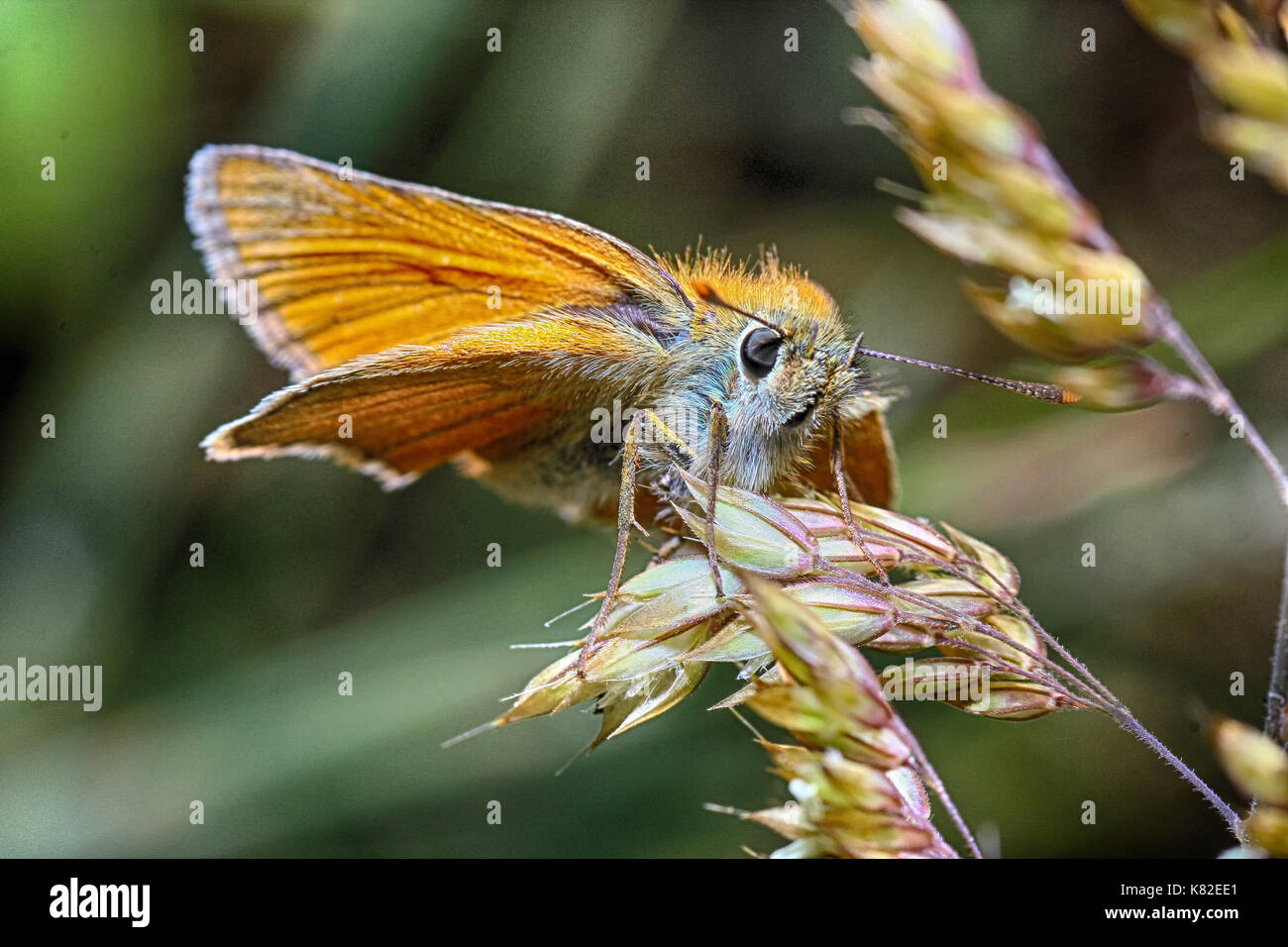Insekten in Flug, Insects in flight Stock Photo - Alamy