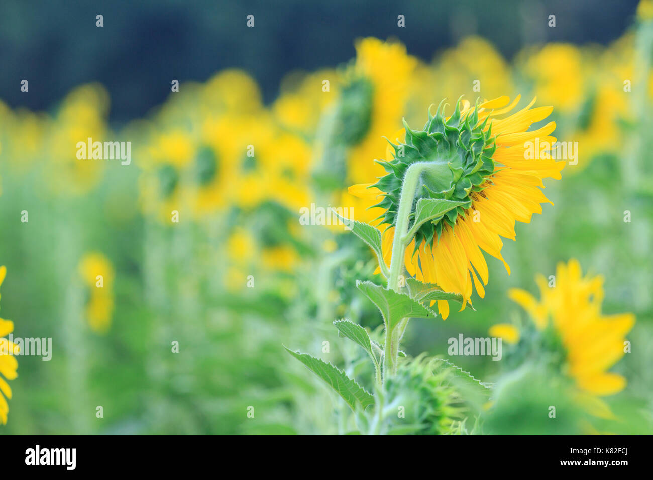 Backside of sunflower hi-res stock photography and images - Alamy