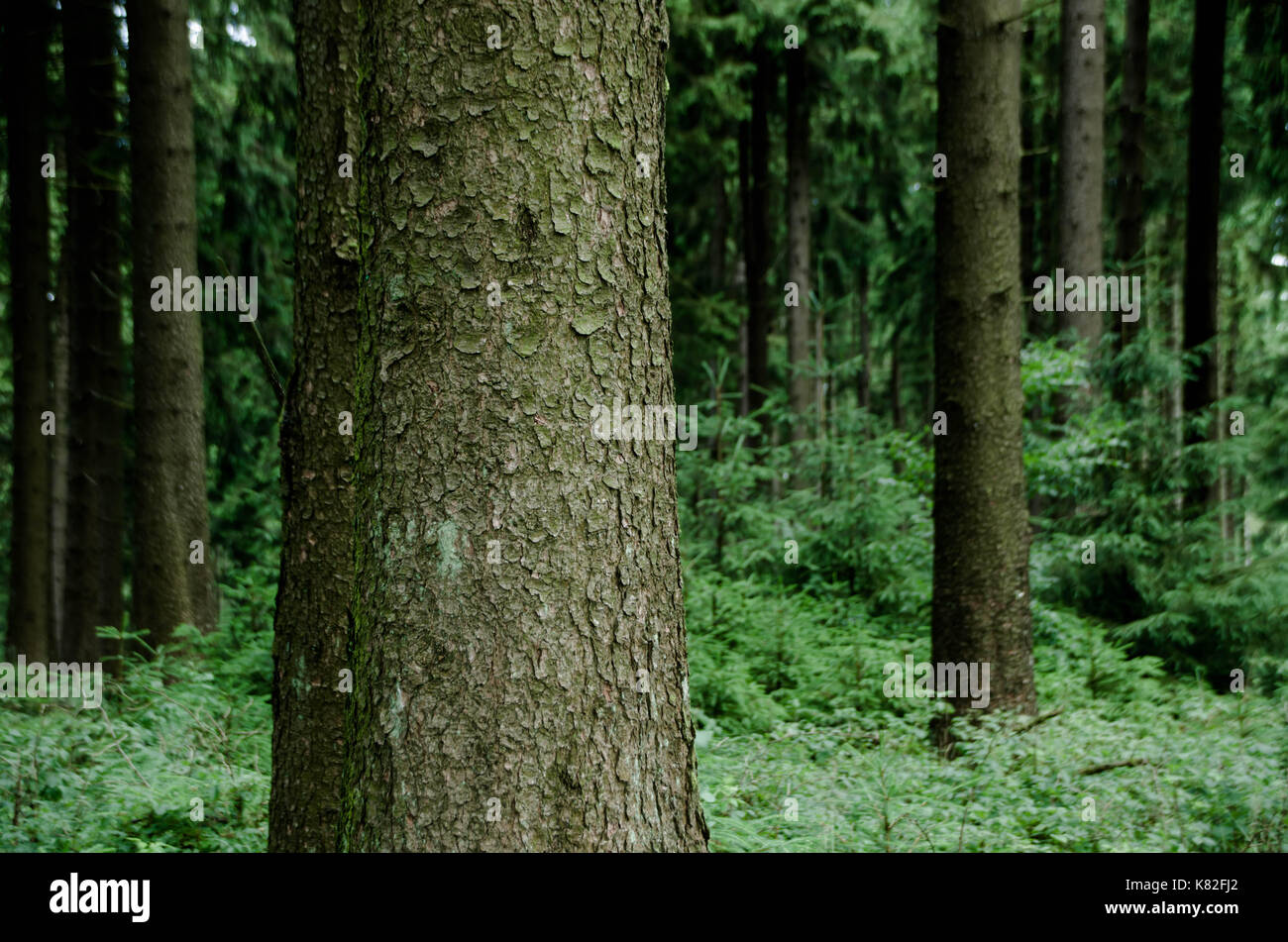 Enchanted trees in forest in the evening. Old Tree. Beautiful landscape ...