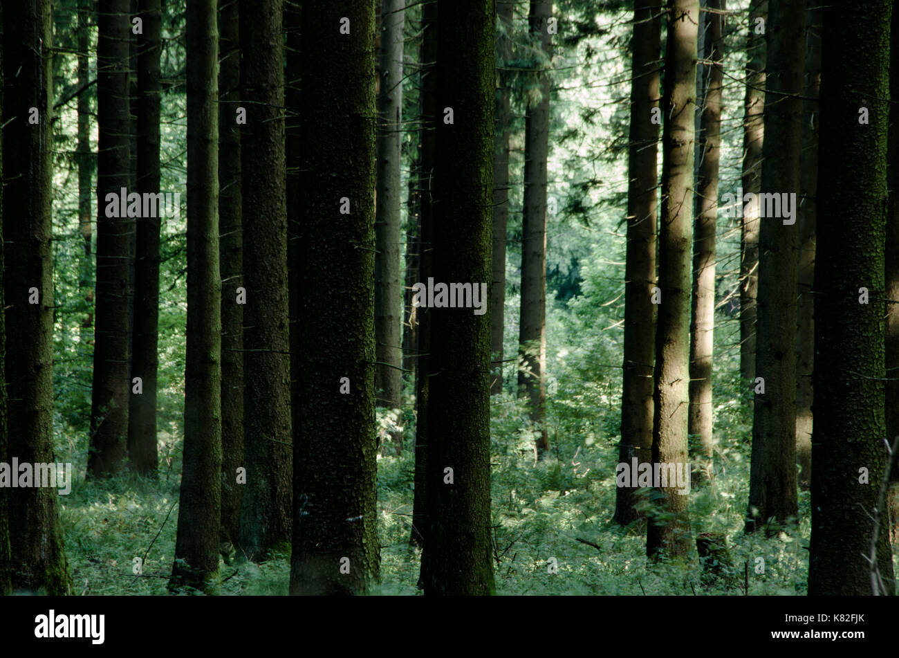 Enchanted trees in forest in the evening. Old Tree. Beautiful landscape ...
