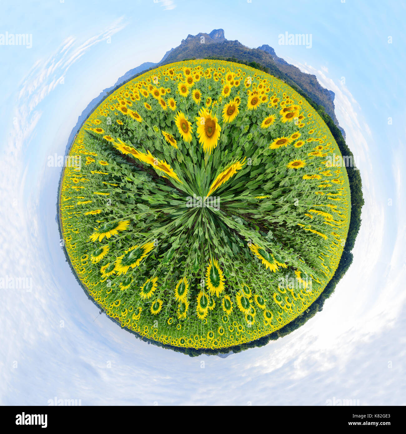 Circle panorama of Sunflower field at the mountain Stock Photo - Alamy