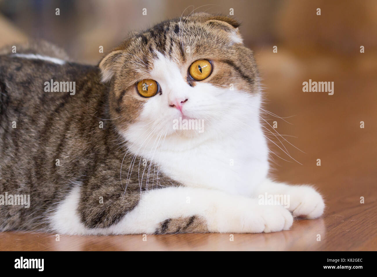 scottish shorthair cat Stock Photo - Alamy