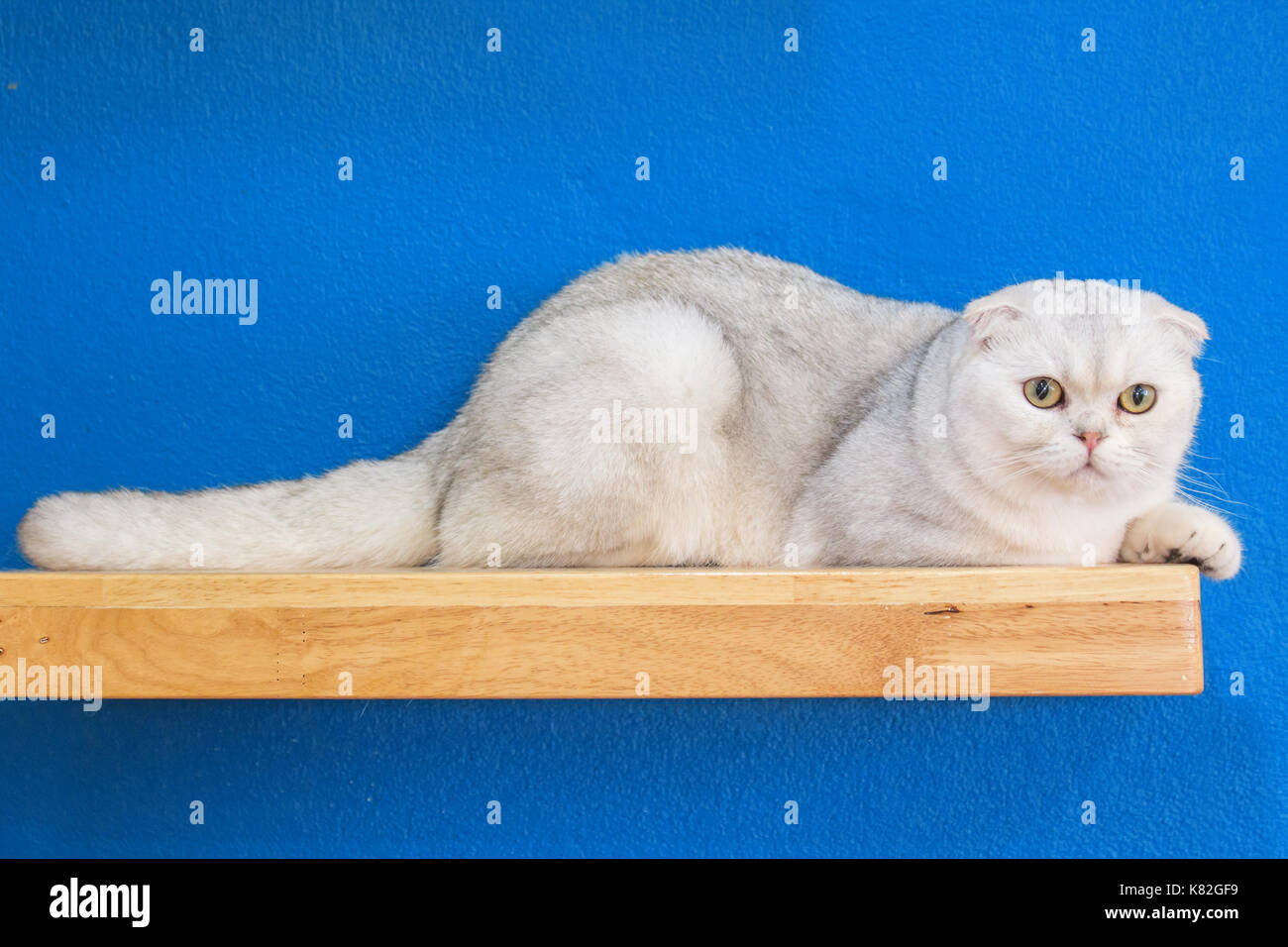 scottish shorthair cat Stock Photo - Alamy
