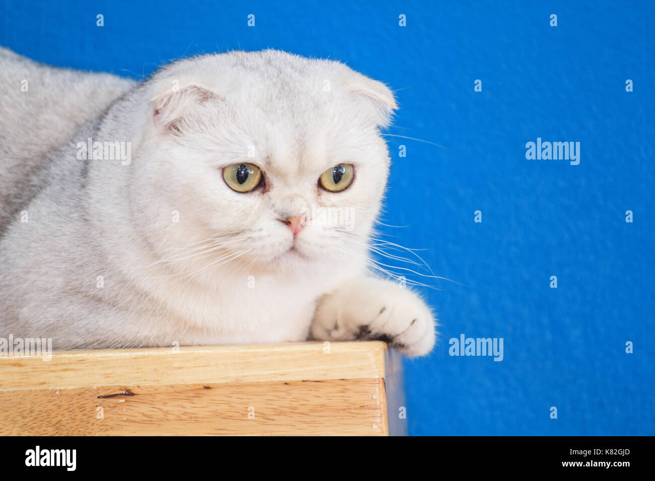 Scottish Shorthair Cat High Resolution Stock Photography and Images - Alamy