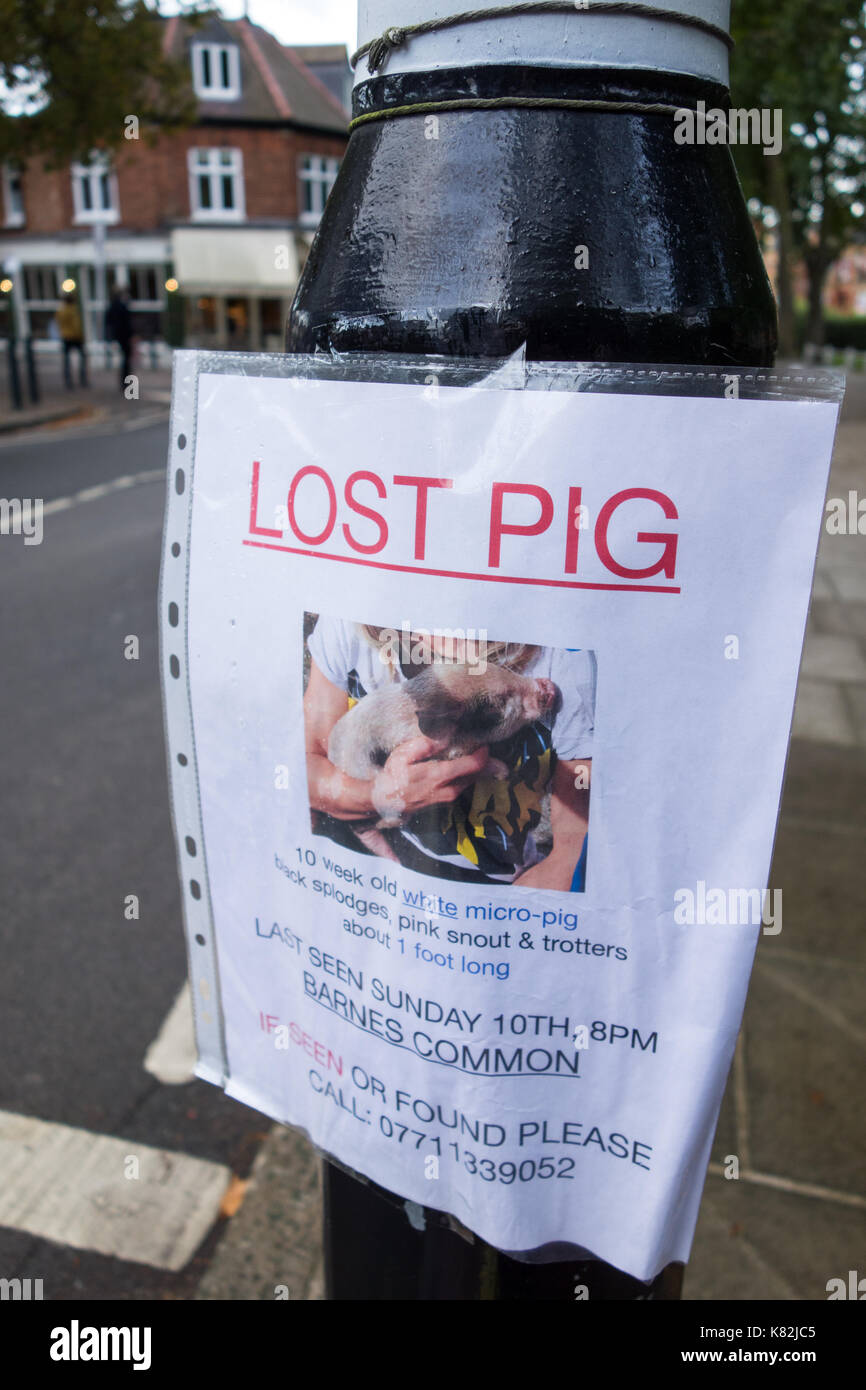 A lost pet pig (Sus scrofa domesticus) poster in SW London, UK Stock ...