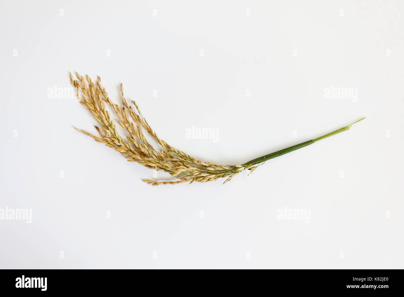 Rice plant on white background Stock Photo - Alamy