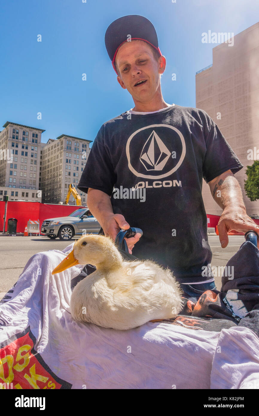 An adult male standing with his pet duck sitting on his skateboard that ...