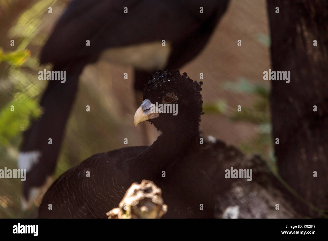 Blue curassow hi-res stock photography and images - Alamy