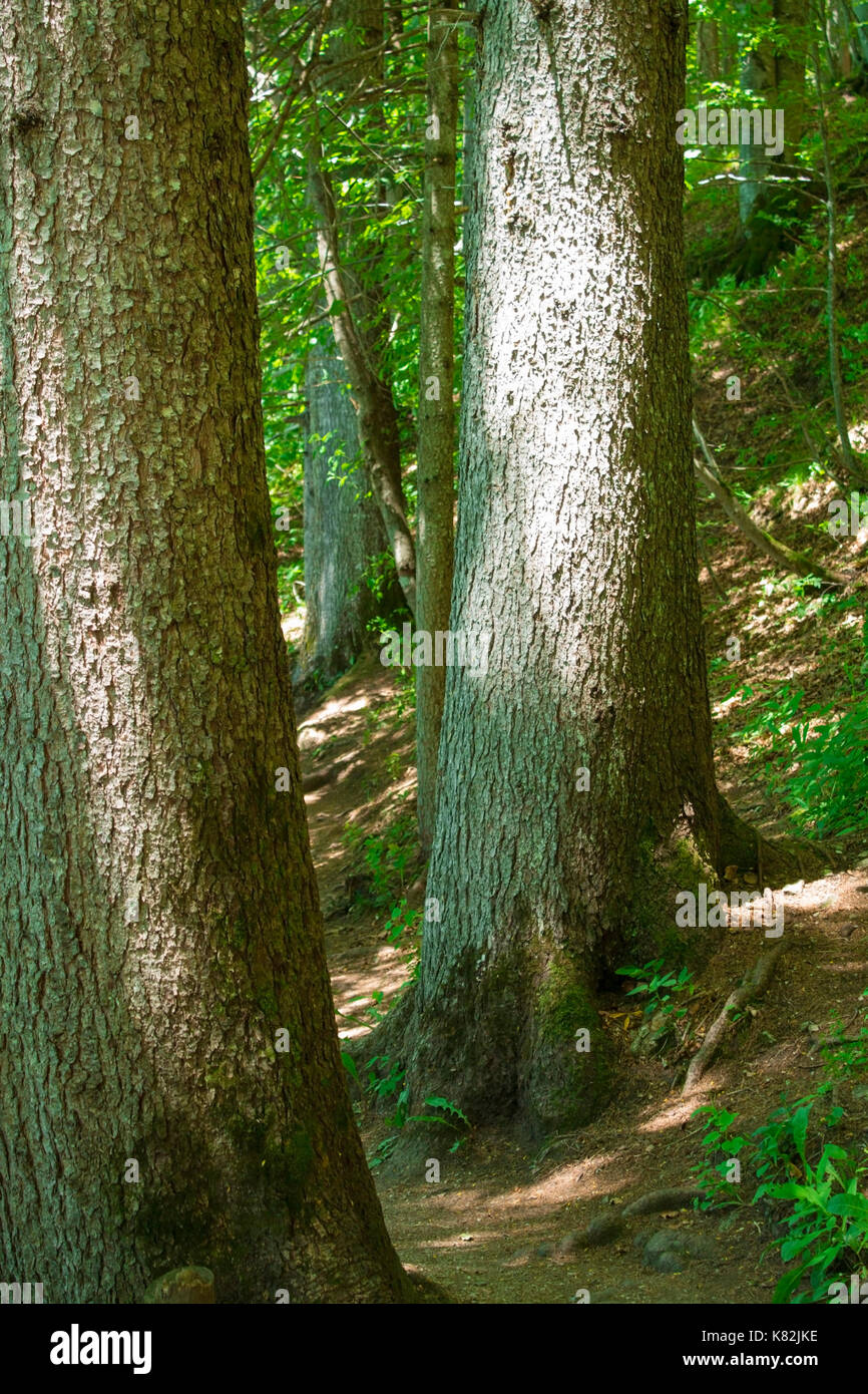 Centennial trees hi-res stock photography and images - Alamy
