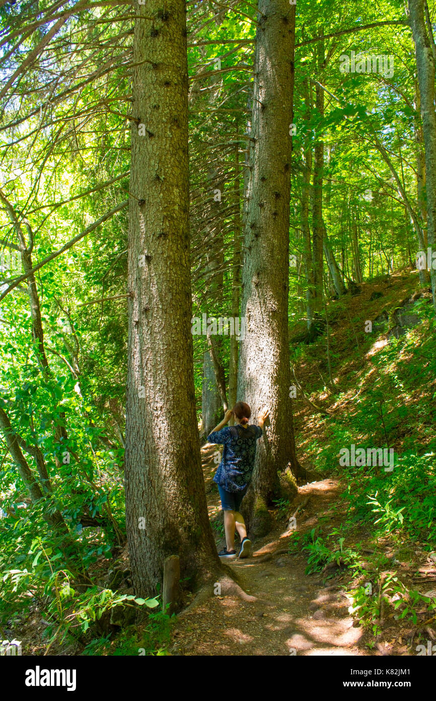 two centennial trees in a mountain forest, the Italian Alps Stock Photo ...