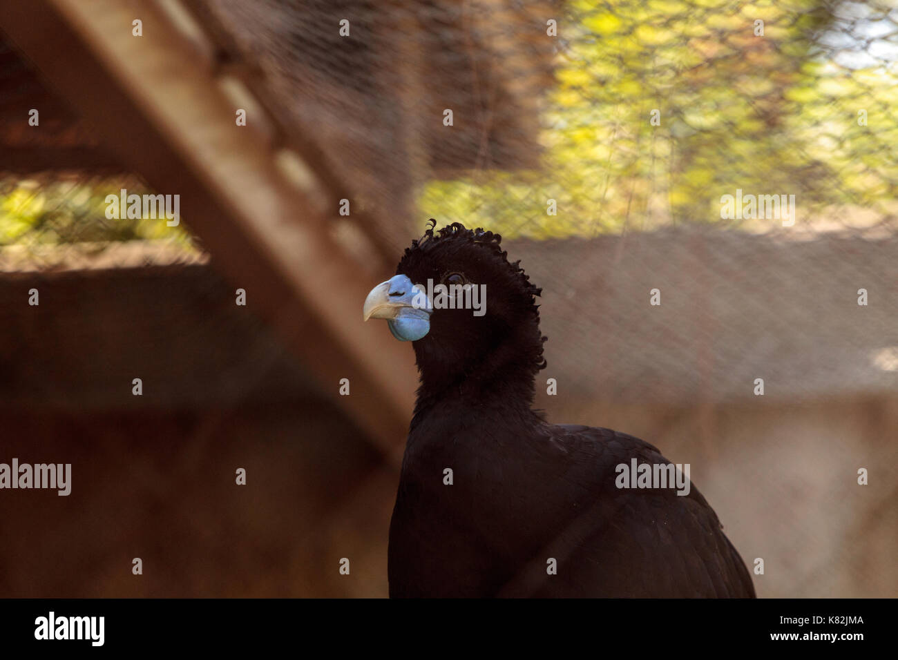 Blue curassow hi-res stock photography and images - Alamy
