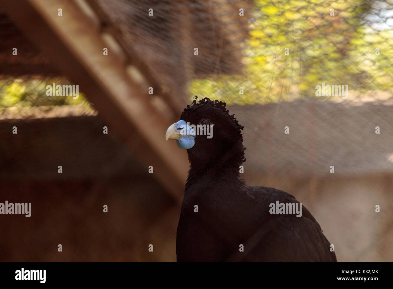 Blue curassow hi-res stock photography and images - Alamy