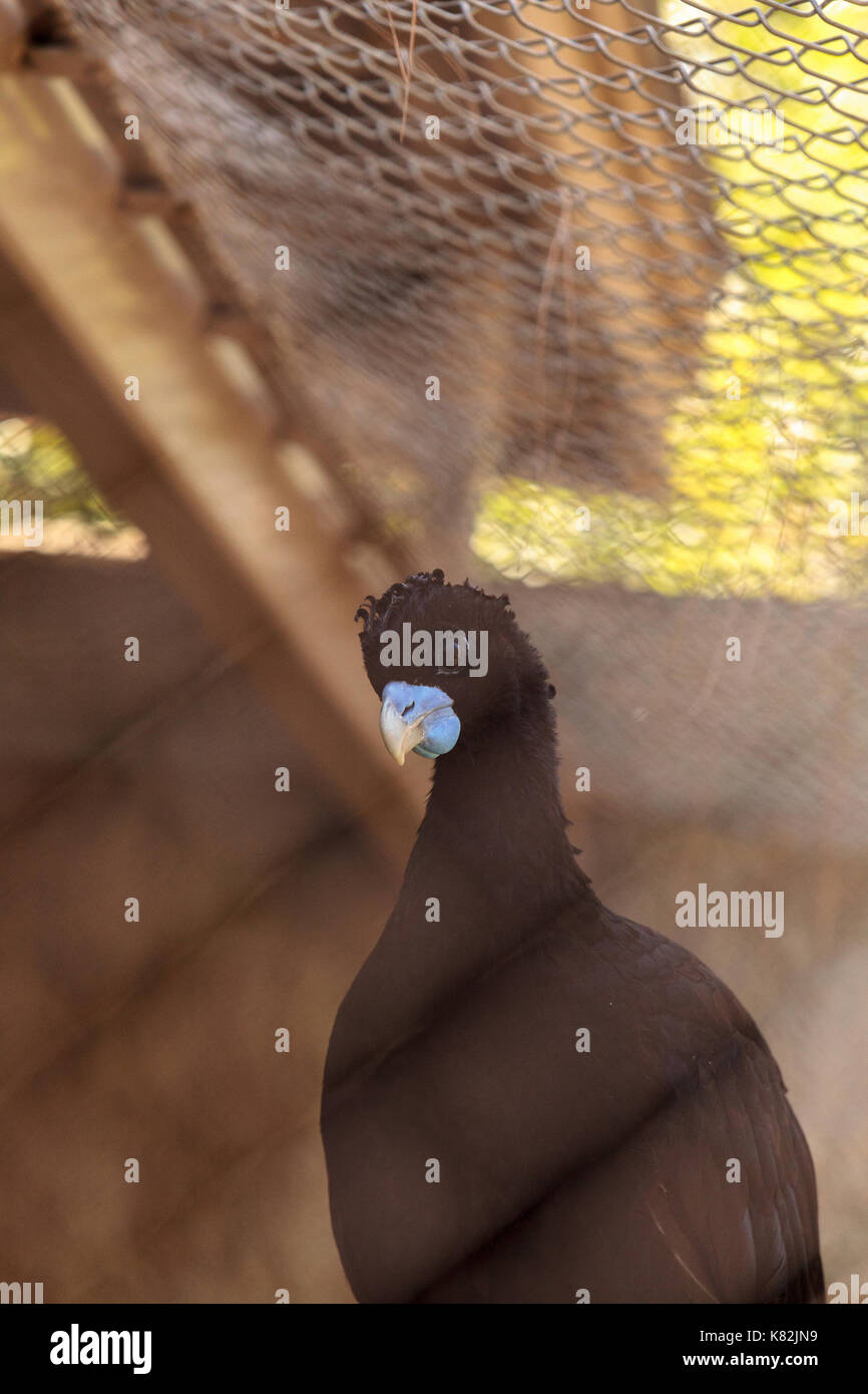 Blue curassow hi-res stock photography and images - Alamy