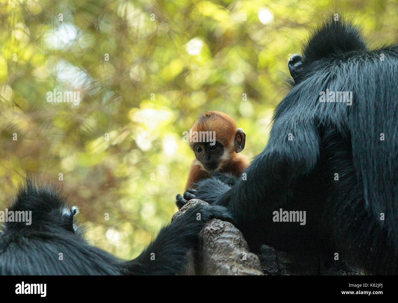 Tonkin leaf monkey hi-res stock photography and images - Alamy