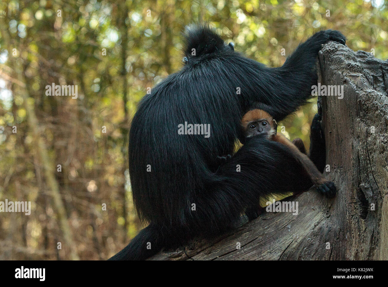 Tonkin leaf monkey hi-res stock photography and images - Alamy