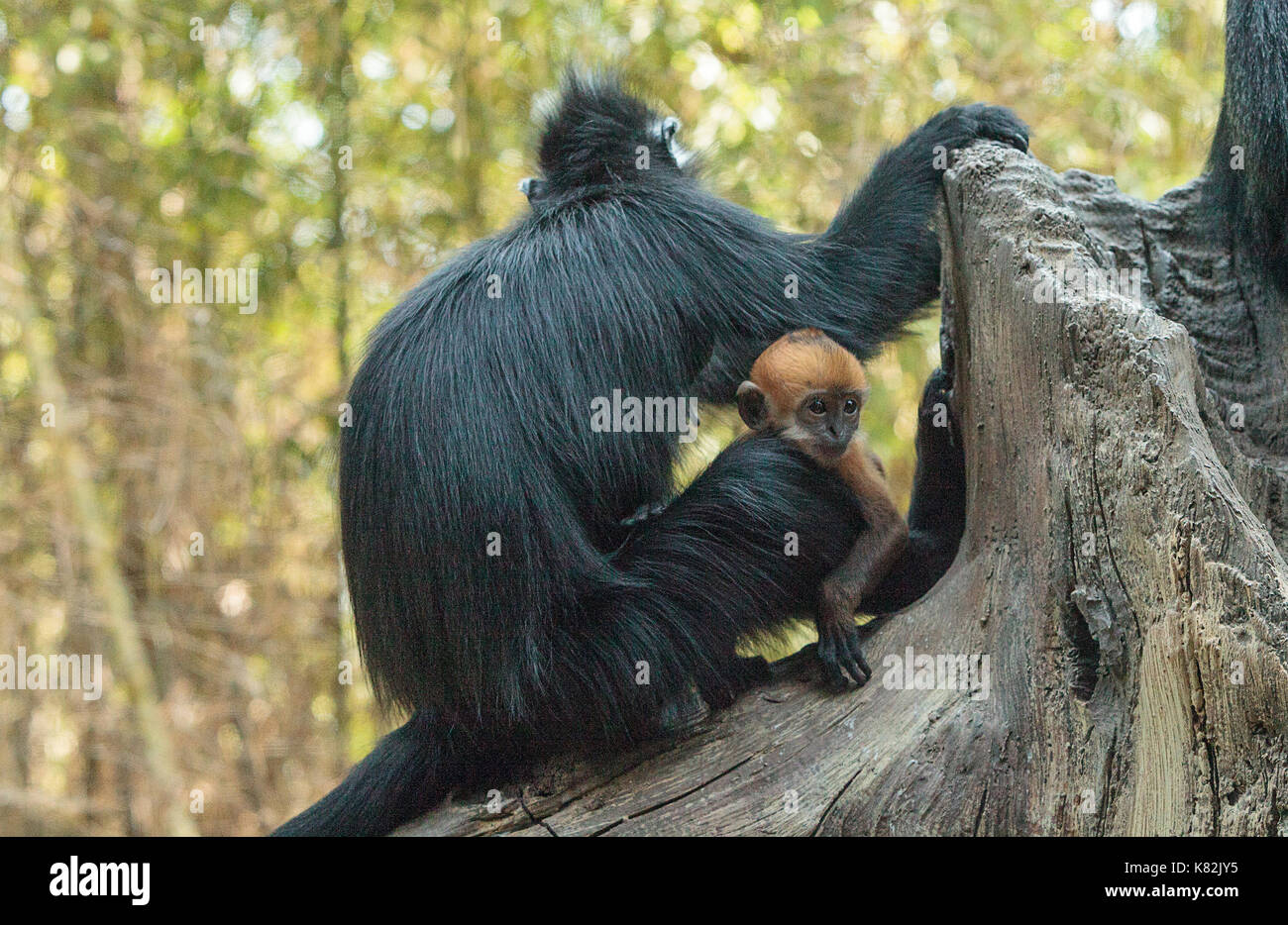 Francois langur monkey hi-res stock photography and images - Alamy