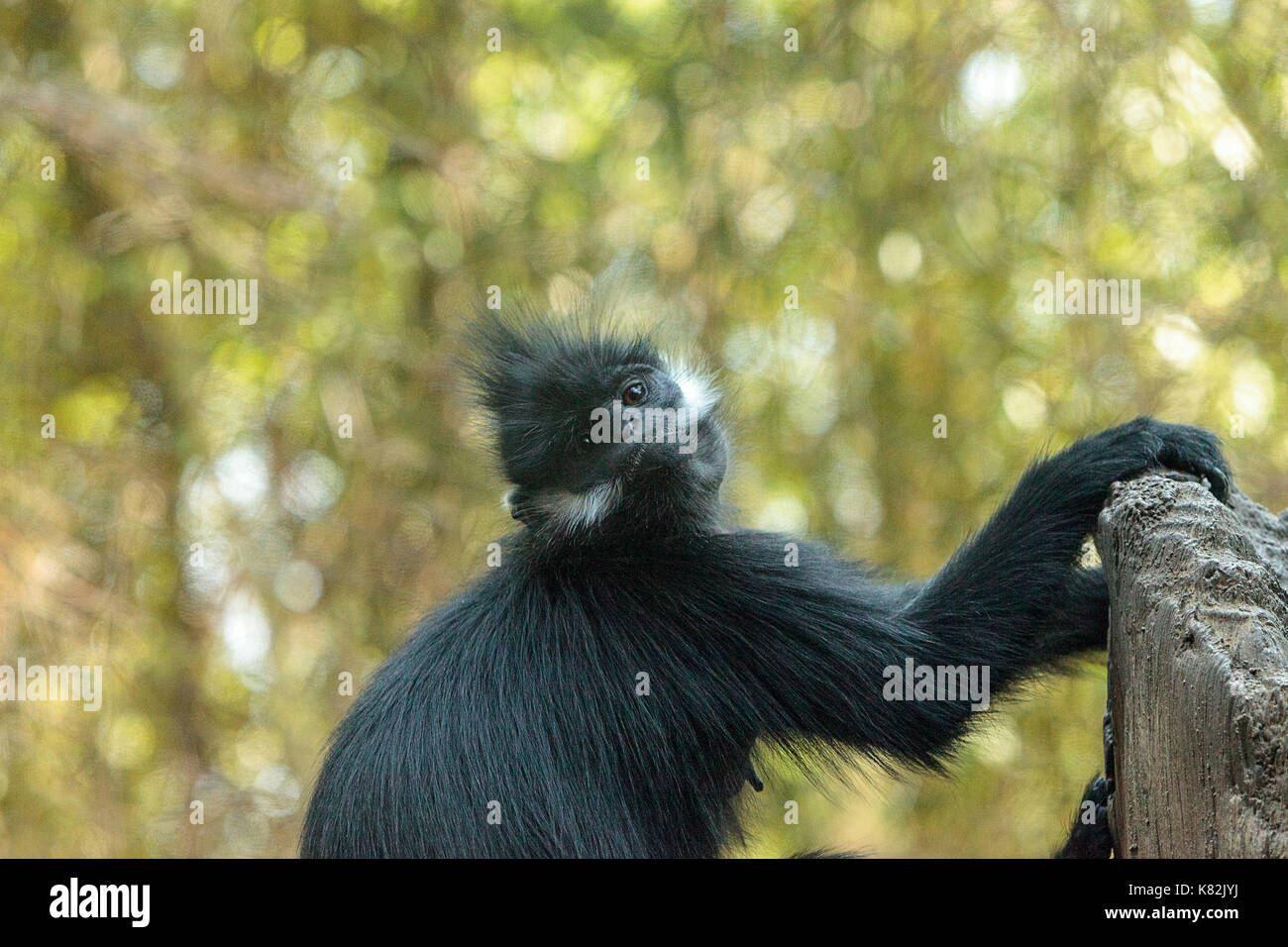 Langur monkey family hi-res stock photography and images - Alamy