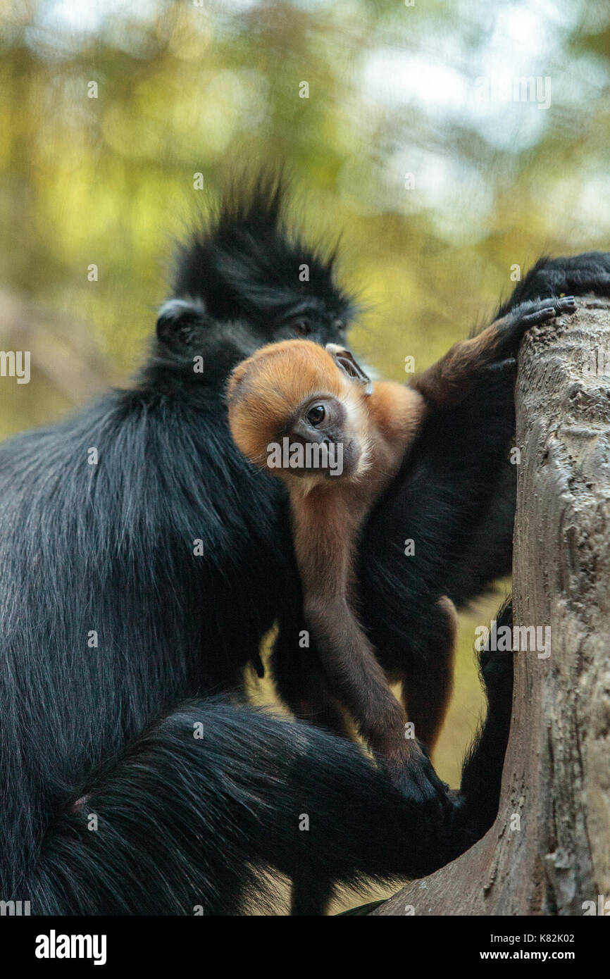 Tonkin leaf monkey hi-res stock photography and images - Alamy
