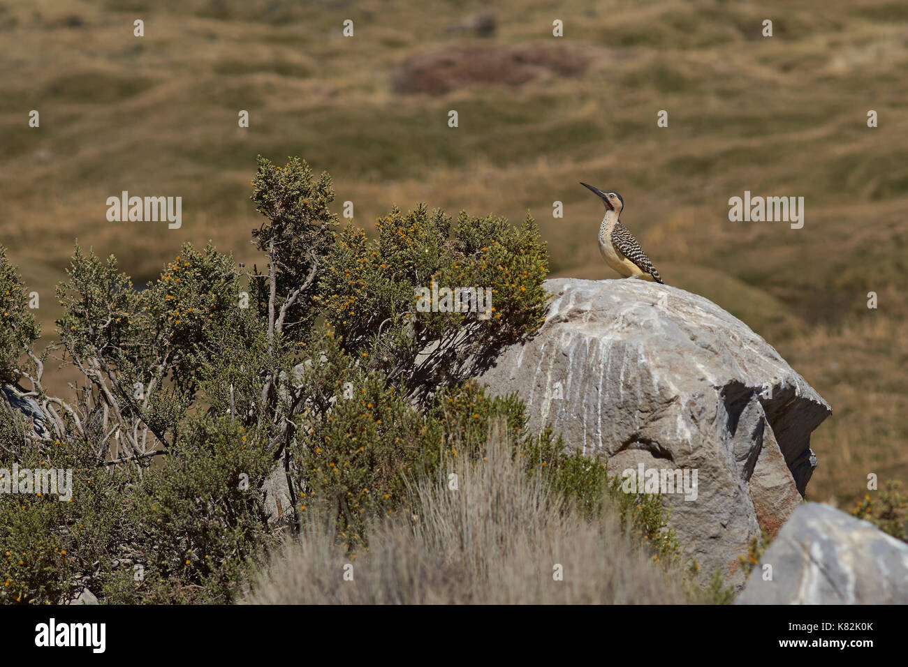 Andean Flicker (Colaptes rupicola), a type of woodpecker, in Lauca ...