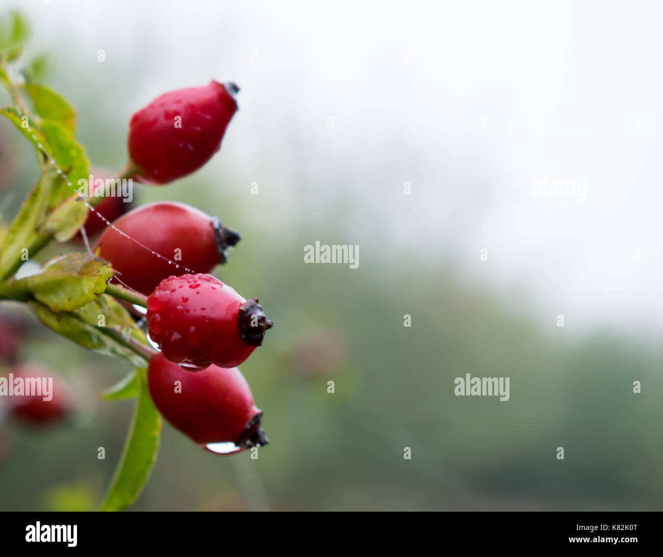 Hairy dog rose hi-res stock photography and images - Alamy