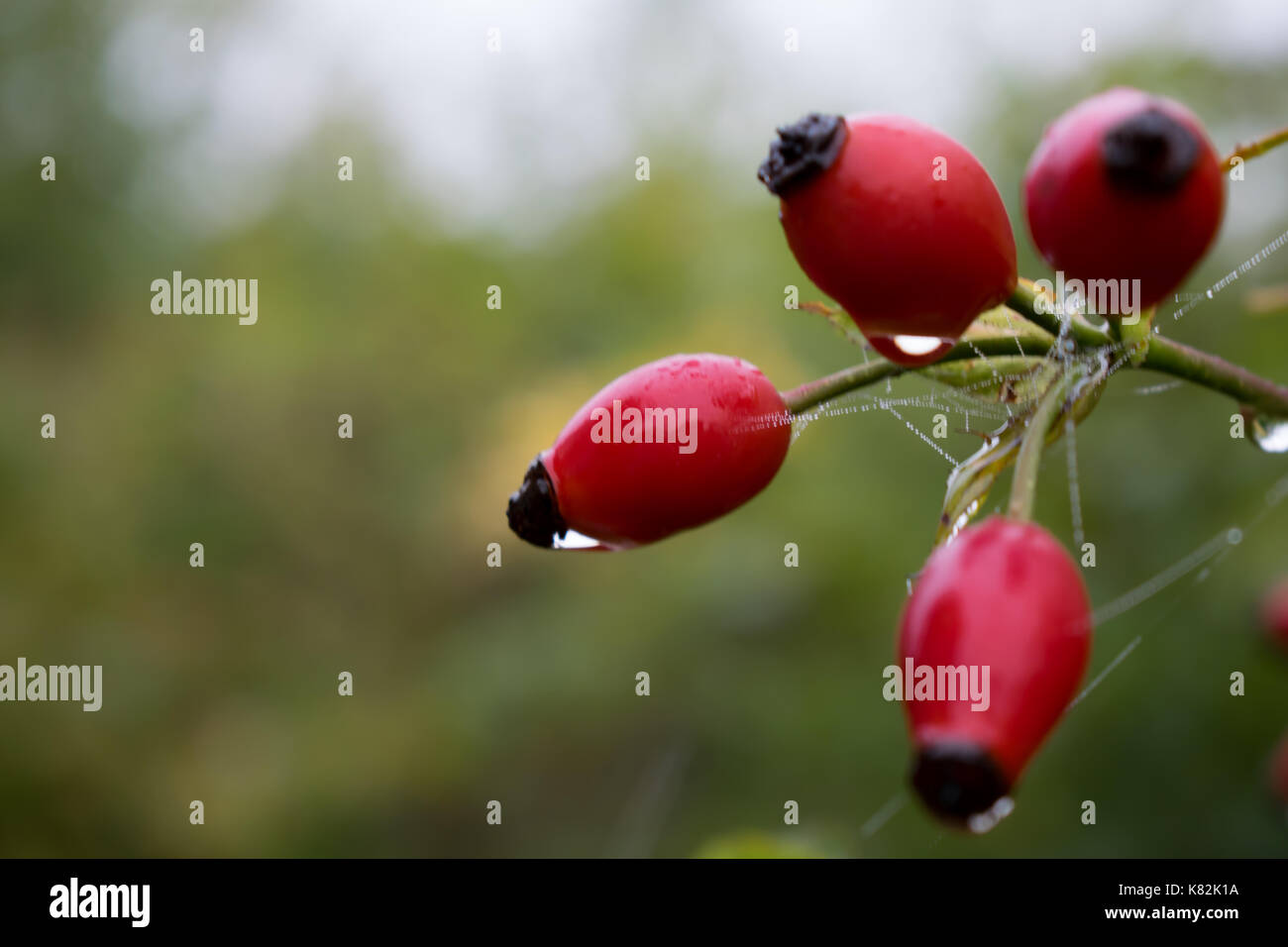 Hairy dog rose hi-res stock photography and images - Alamy
