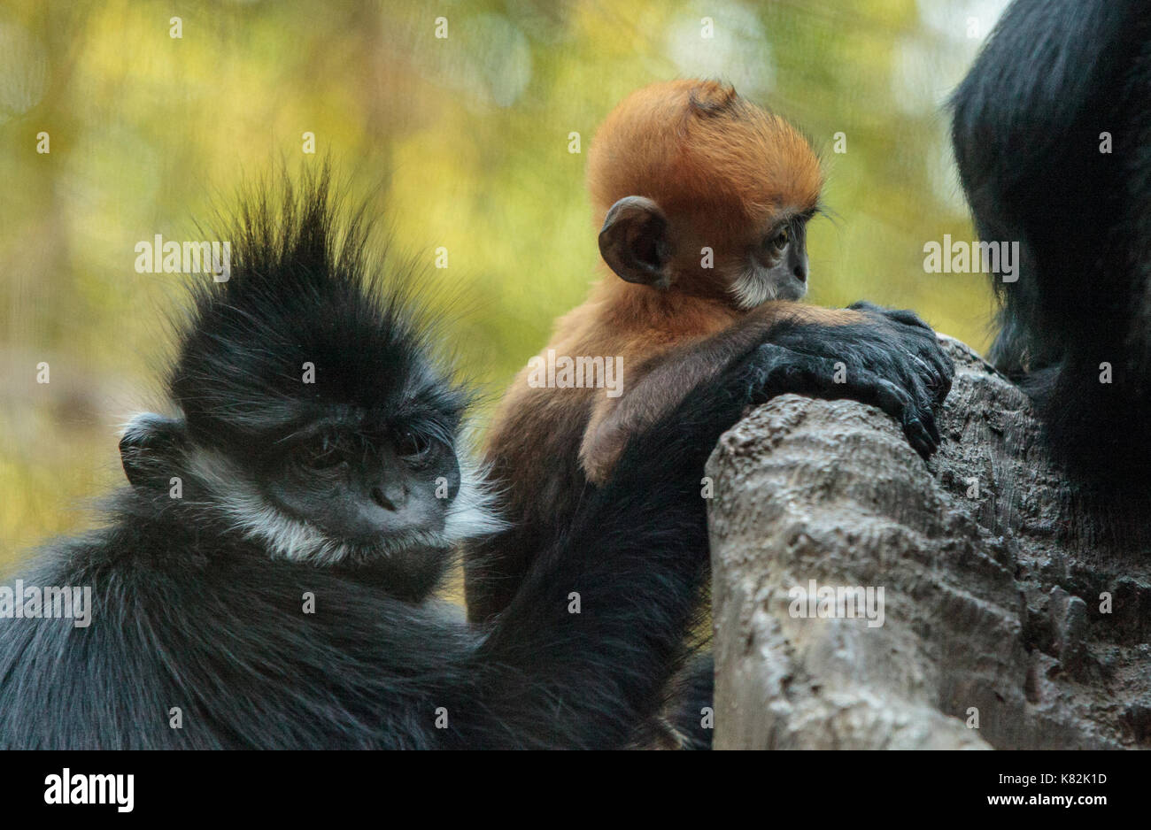 Francois langur monkey hi-res stock photography and images - Alamy