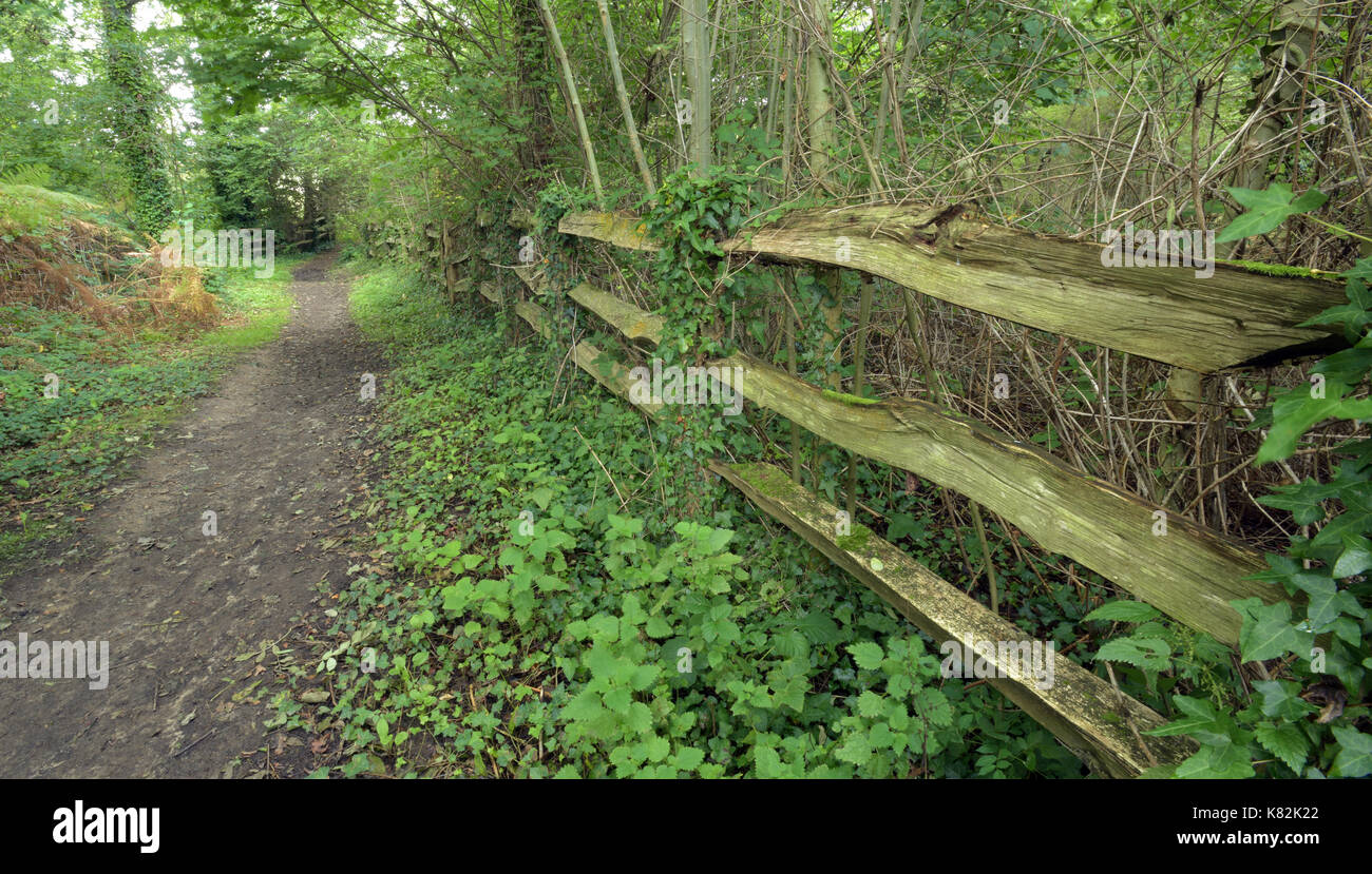 Woods and copses hi-res stock photography and images - Alamy