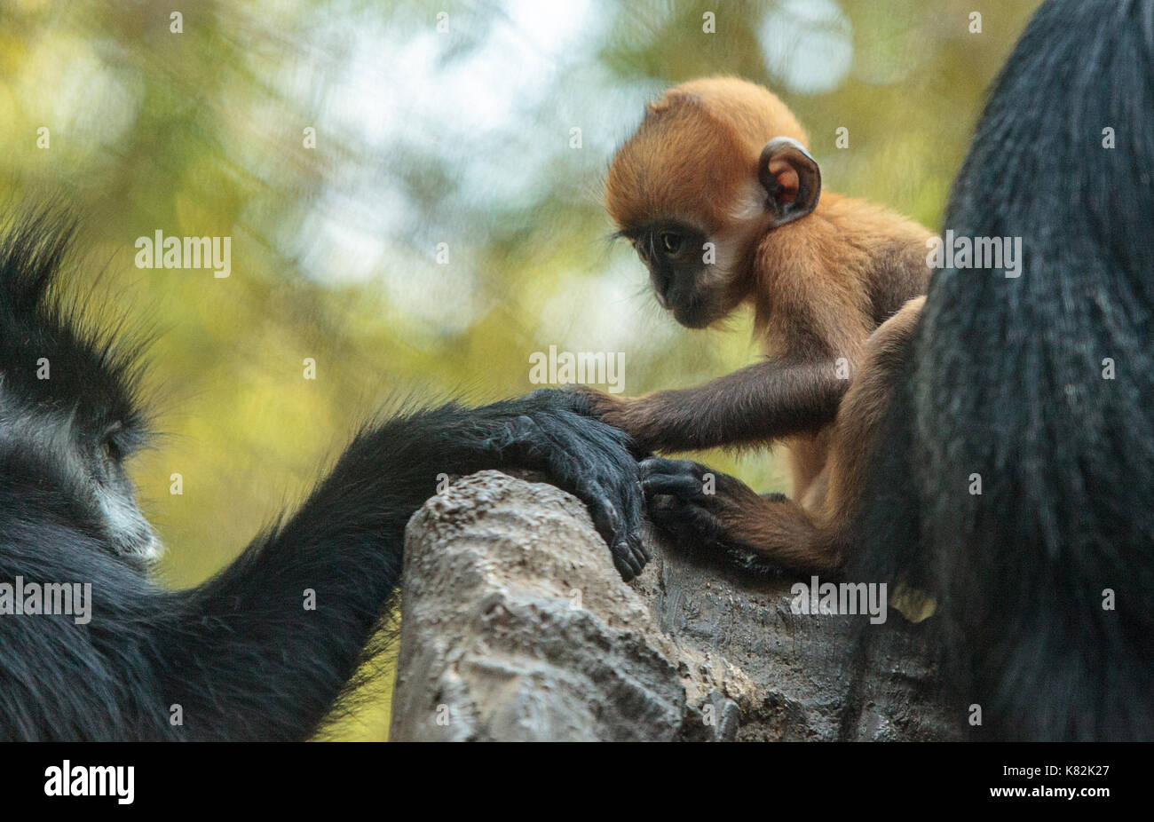 Francois langur hi-res stock photography and images - Alamy