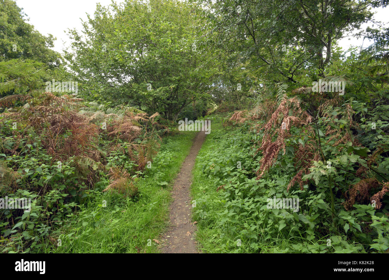 Brading marshes hi-res stock photography and images - Alamy