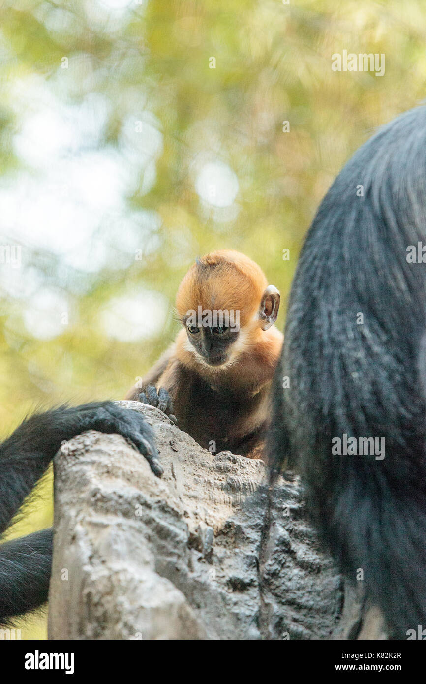 Tonkin leaf monkey hi-res stock photography and images - Alamy