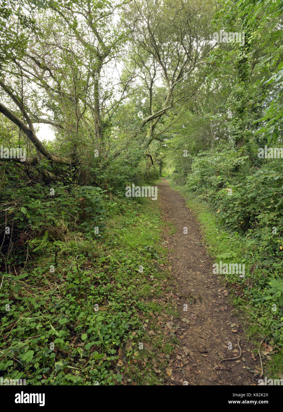 a path, track or trail through the woods at a nature reserve for the ...