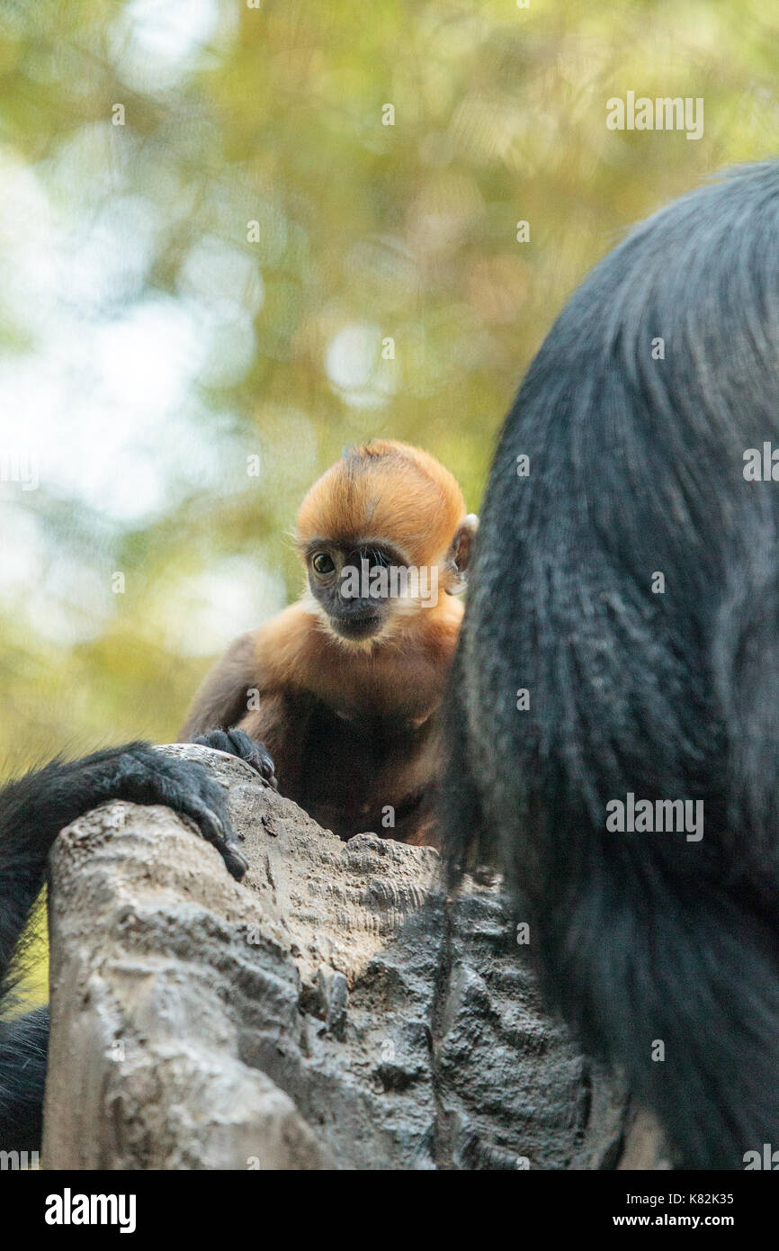 Tonkin Leaf Monkey High Resolution Stock Photography and Images - Alamy