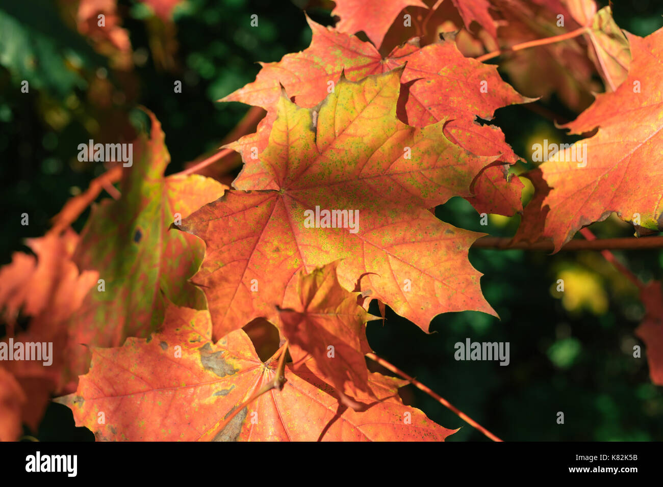 autumn maple leaves Stock Photo - Alamy