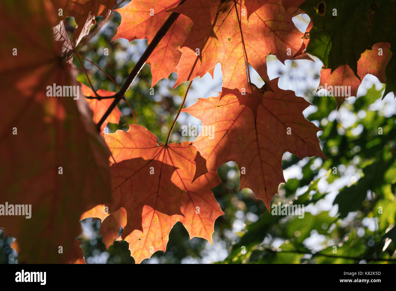 autumn maple leaves Stock Photo - Alamy
