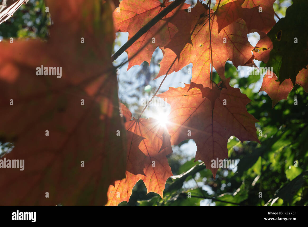 autumn maple leaves against the background of sunlight Stock Photo - Alamy