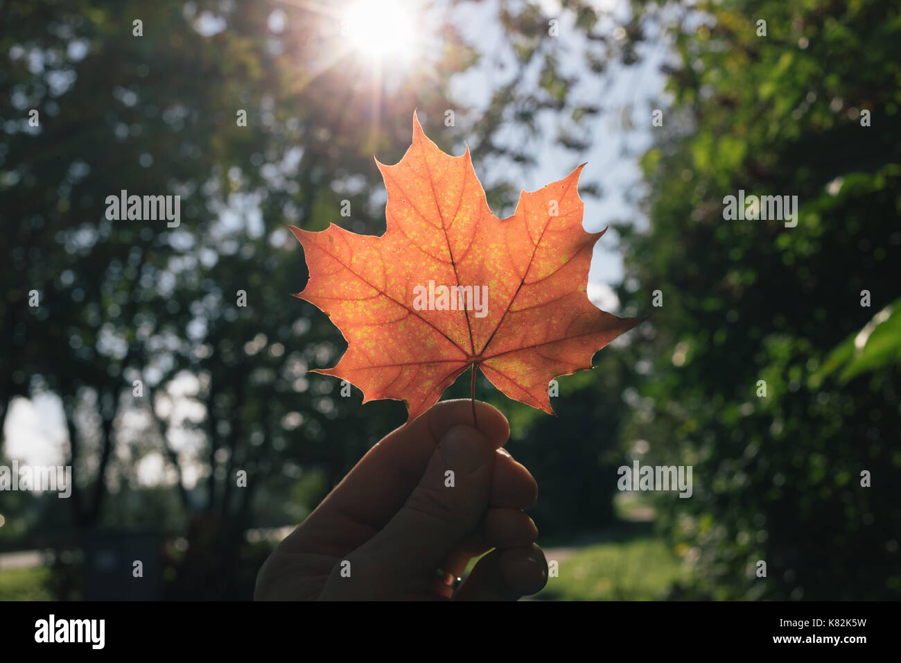 autumn maple leaf in hand Stock Photo - Alamy