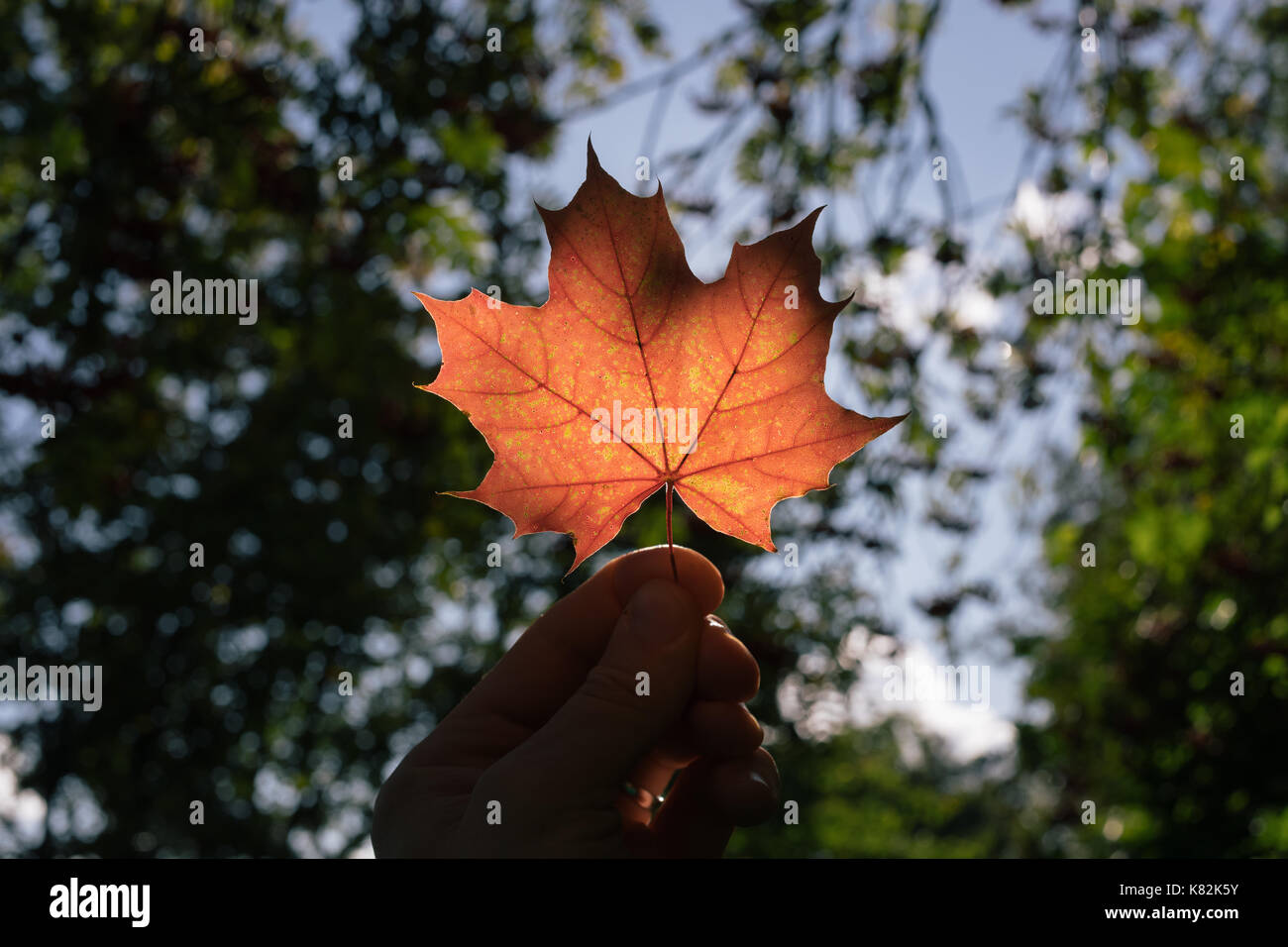 autumn maple leaf in hand Stock Photo - Alamy