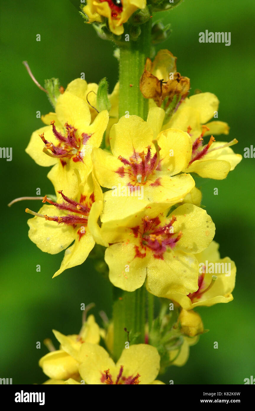 Aarons rod hi-res stock photography and images - Alamy