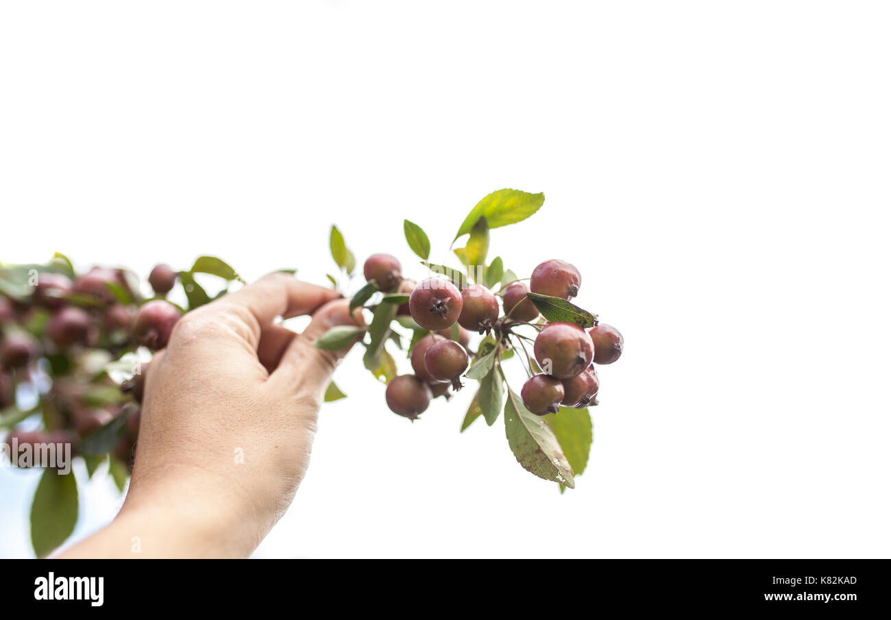 Man reaching for fruit hi-res stock photography and images - Alamy
