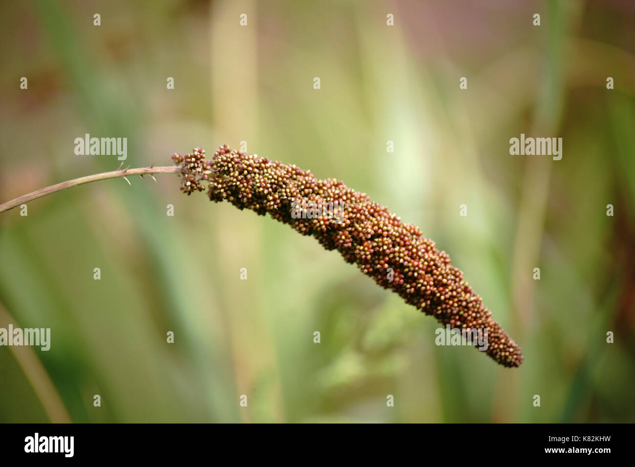 The fresh and granular fruit of millet Stock Photo - Alamy