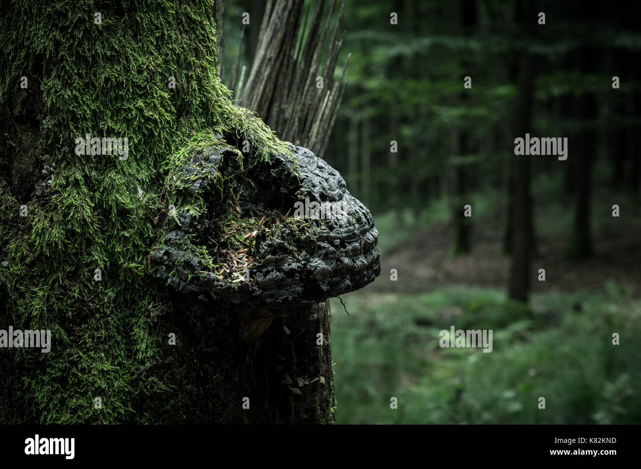 Enchanted trees hi-res stock photography and images - Alamy