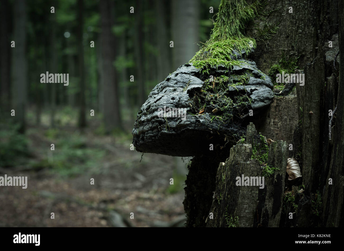 Enchanted trees hi-res stock photography and images - Alamy