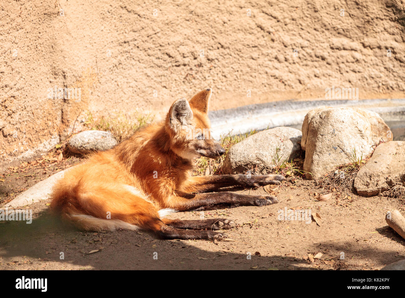 Maned wolf teeth hi-res stock photography and images - Alamy