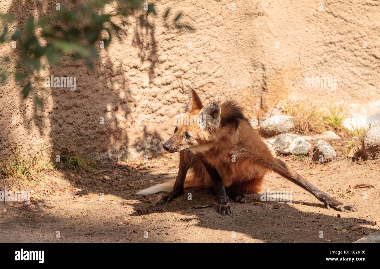 Maned wolf teeth hi-res stock photography and images - Alamy