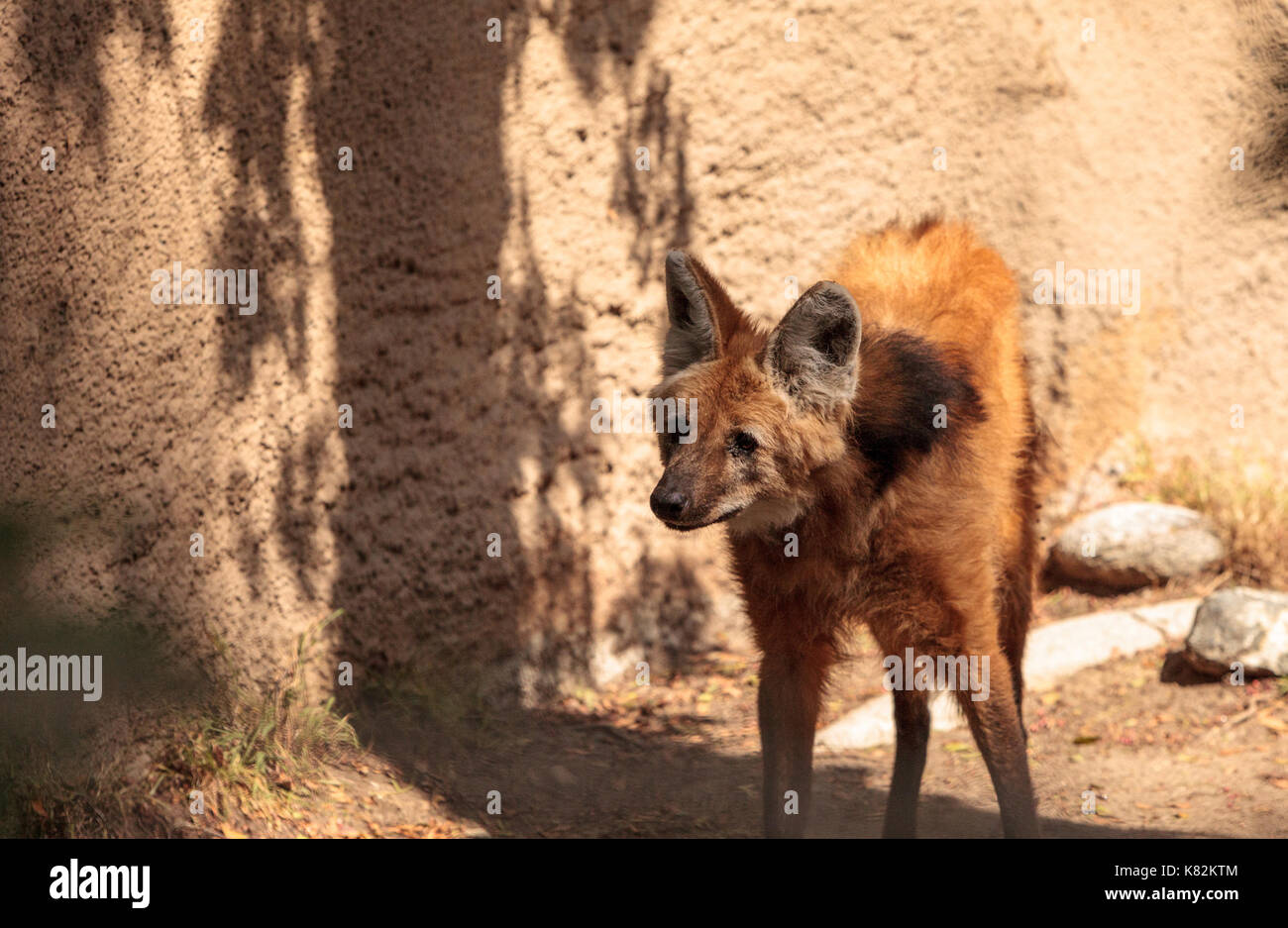 Maned wolf teeth hi-res stock photography and images - Alamy