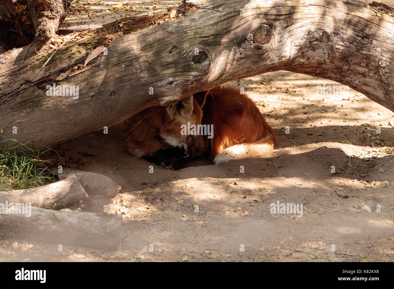 Maned wolf teeth hi-res stock photography and images - Alamy