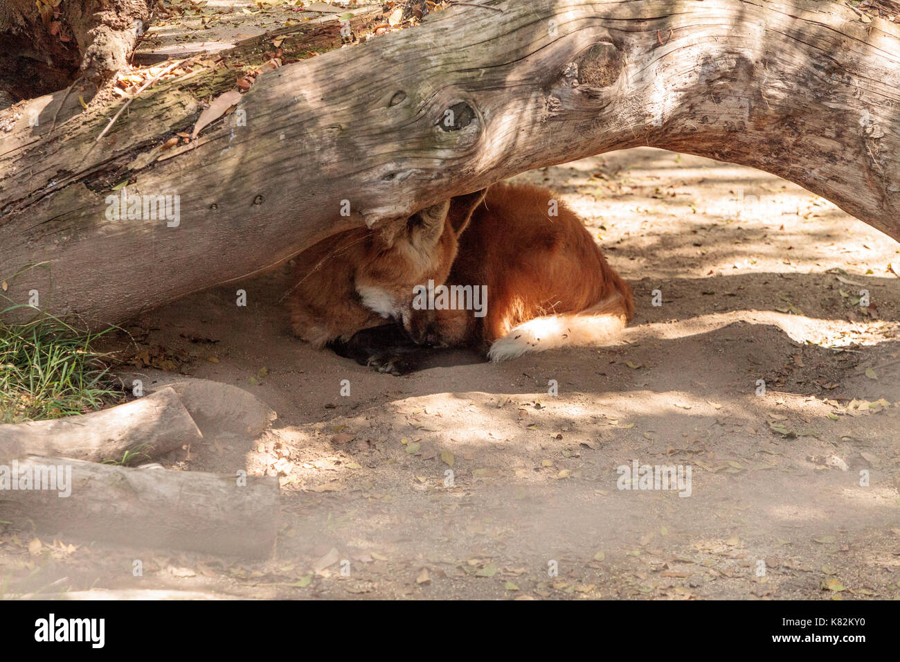 Red maned wolf hi-res stock photography and images - Alamy