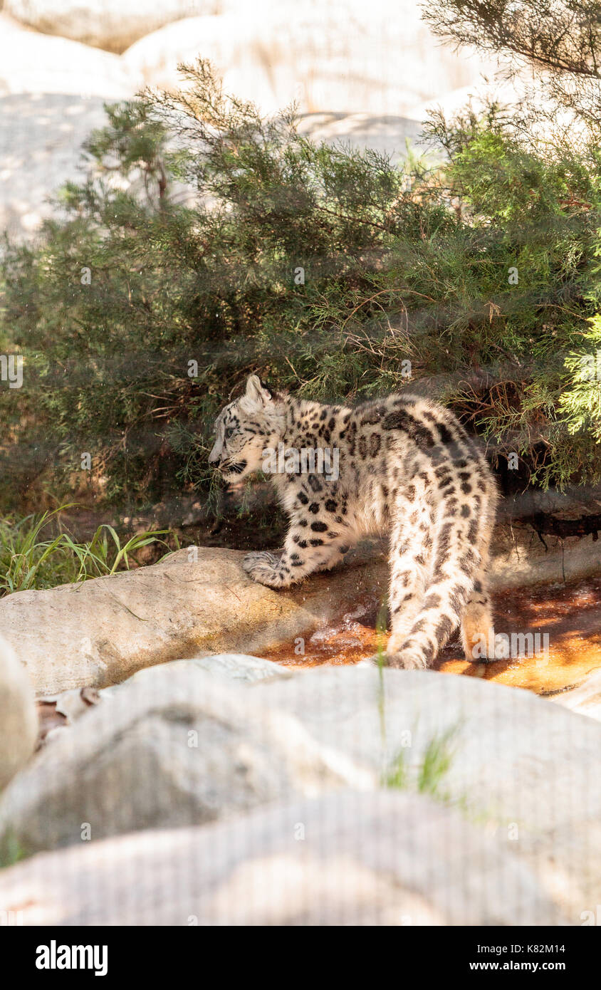 Snow leopard Panthera uncia found in the mountain ranges of China ...